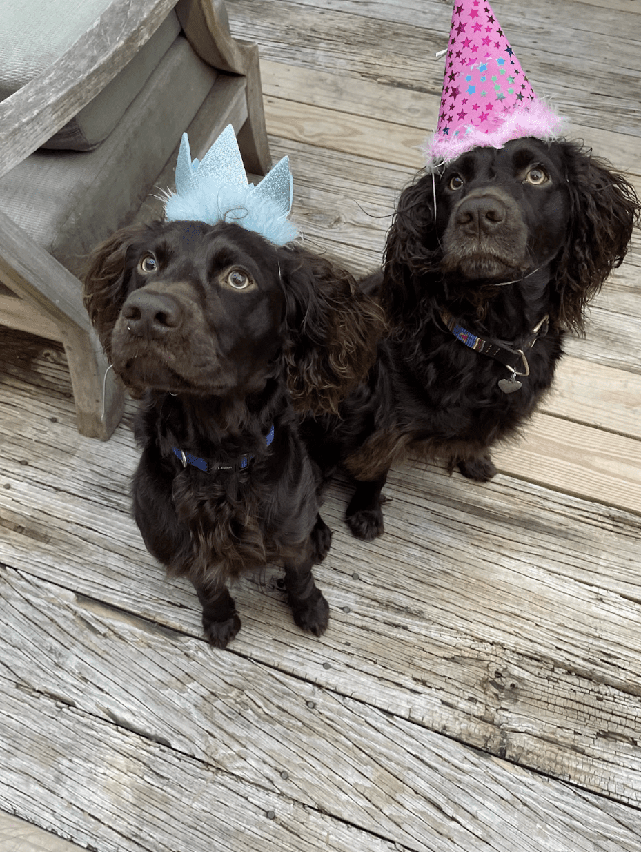 The (Georgetown) Dog Days of Summer | The Georgetowner