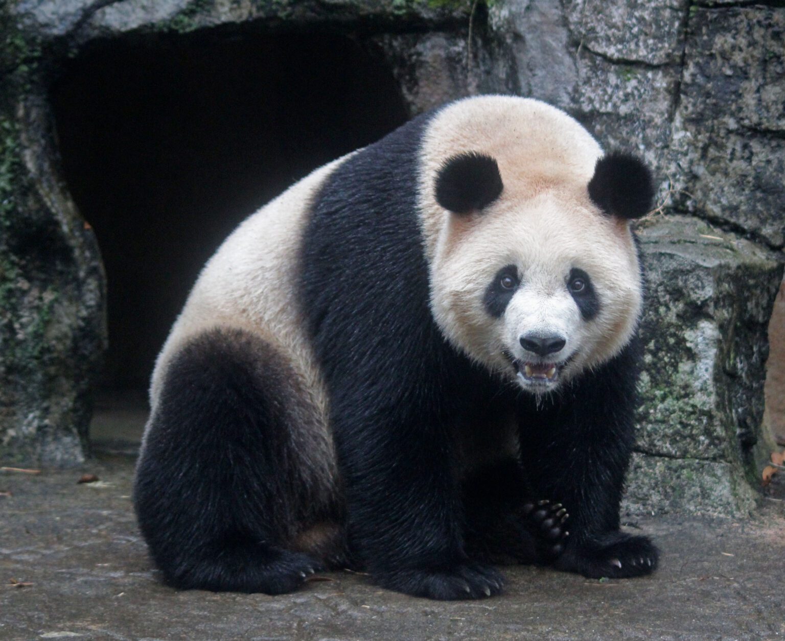 Home | The Georgetowner