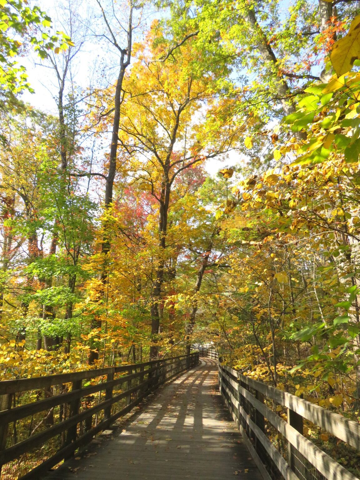 Fall Foliage Finds: Leaf Peeping Getaways Near Georgetown | The ...